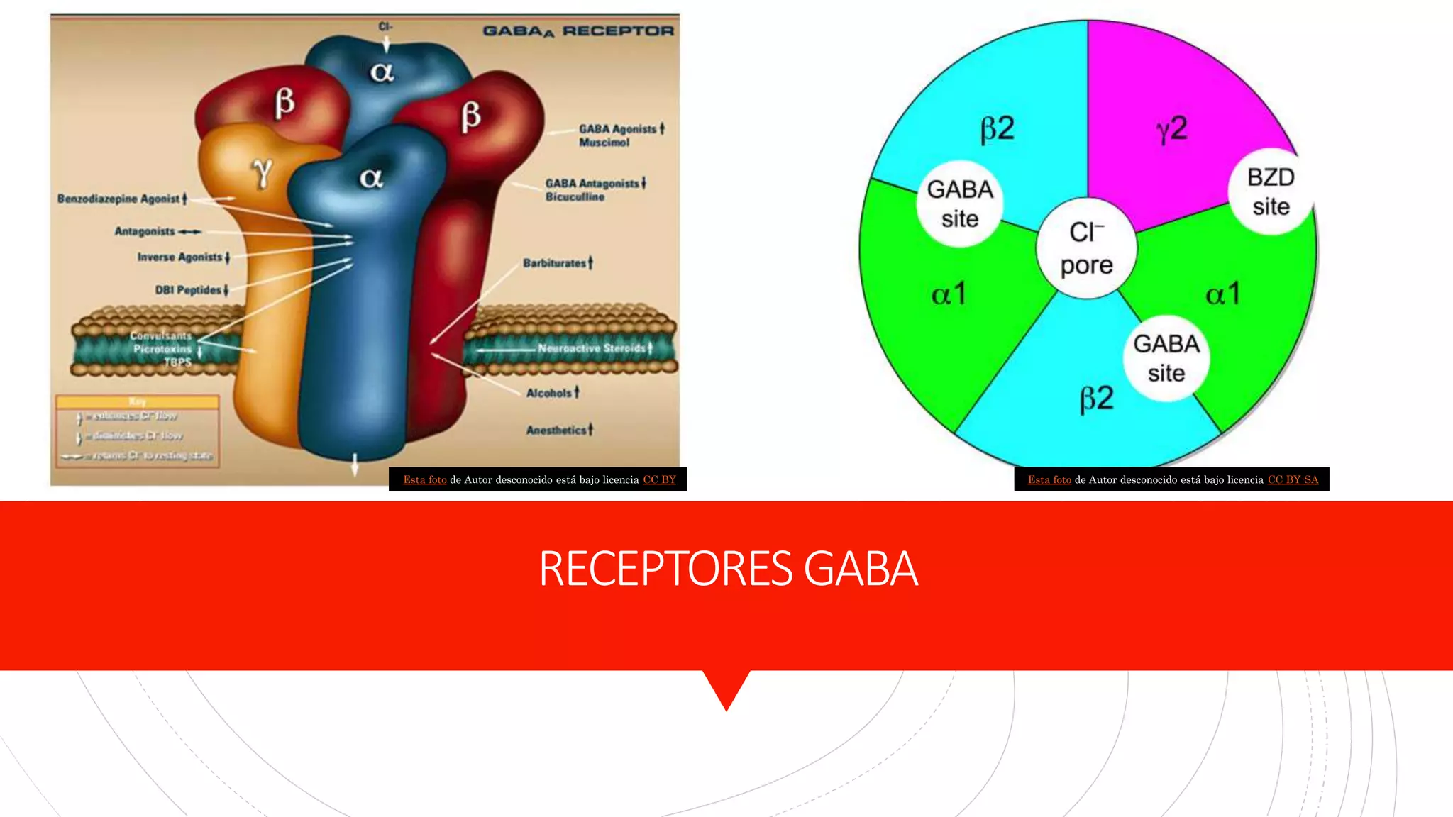 Receptores gaba anestesiologia | PPT