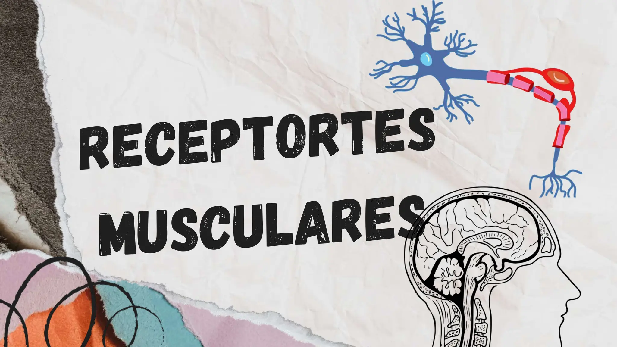 RECEPTORES MUSCULARES y huso muscular organotendinoso de golgi ...