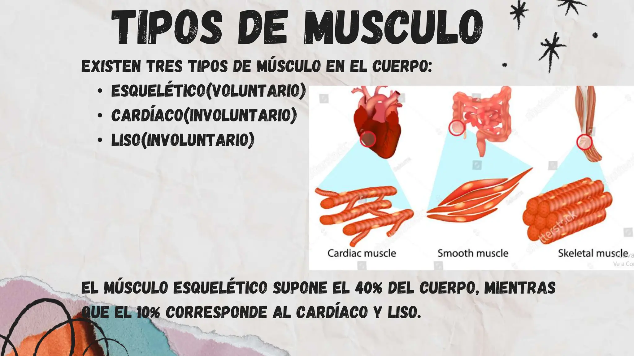 RECEPTORES MUSCULARES y huso muscular organotendinoso de golgi ...