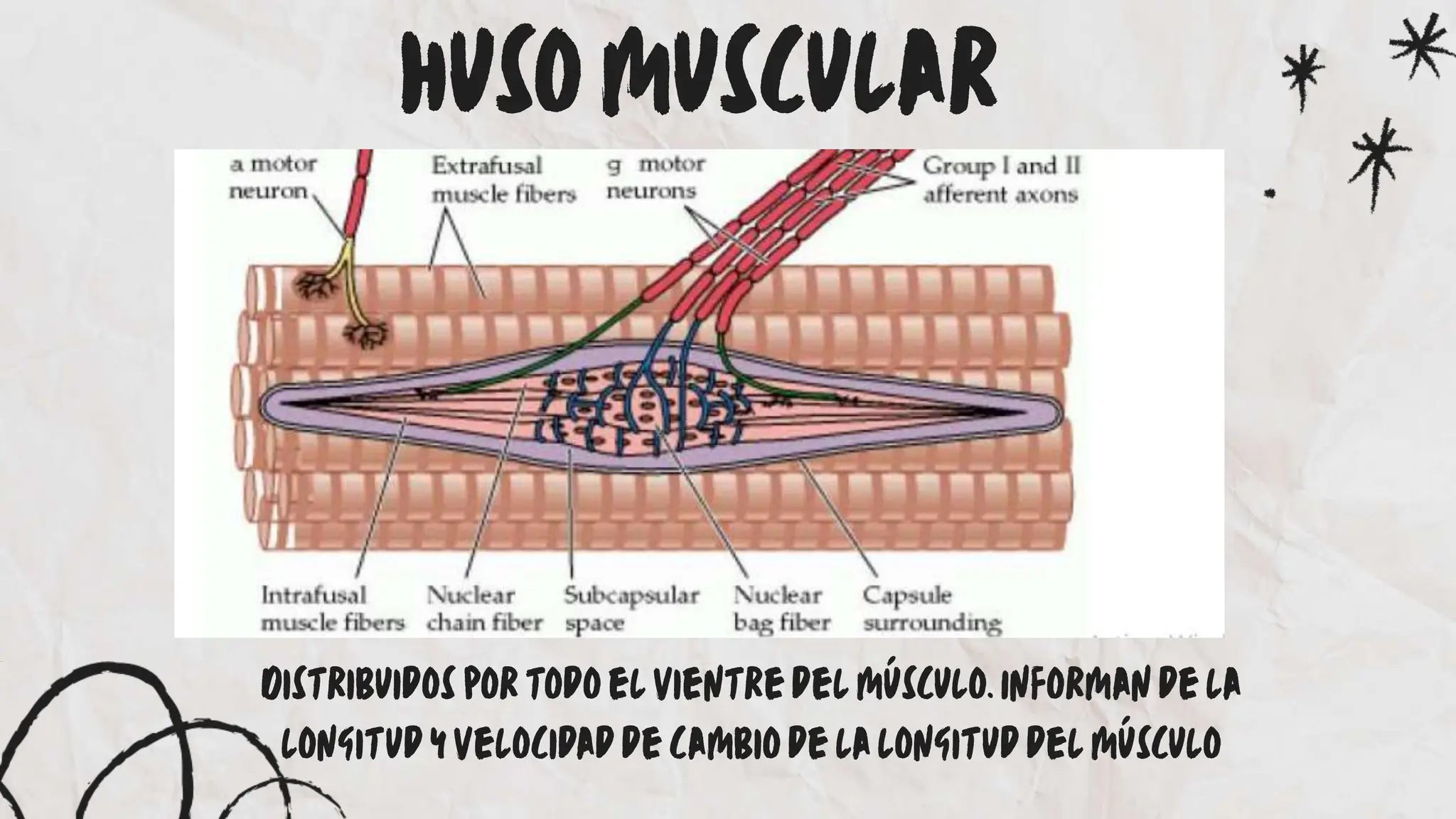 RECEPTORES MUSCULARES y huso muscular organotendinoso de golgi ...