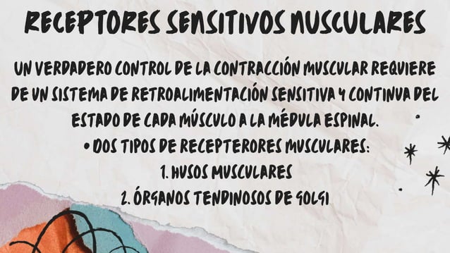 RECEPTORES MUSCULARES y huso muscular organotendinoso de golgi ...