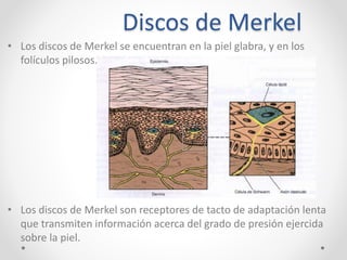 Receptores periféricos