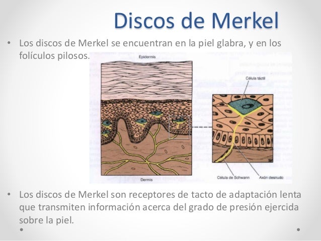 Receptores periféricos