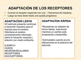 Receptores sensitivos | PPSX