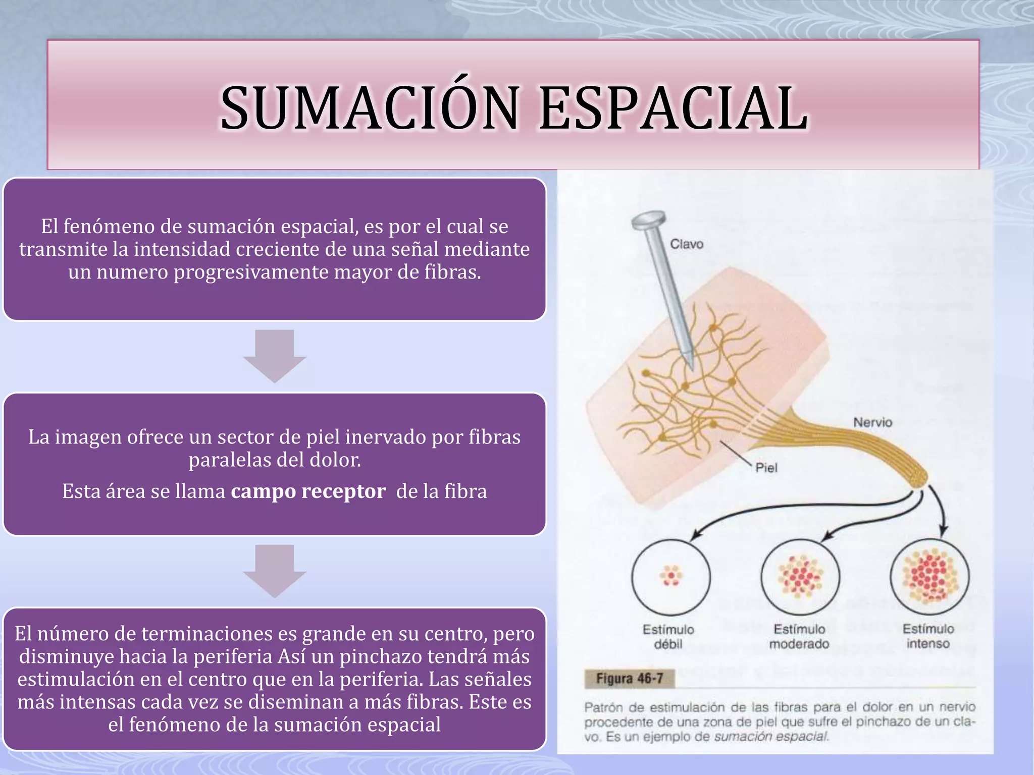 Receptores sensitivos, circuitos neuronales para el procesamiento | PPT