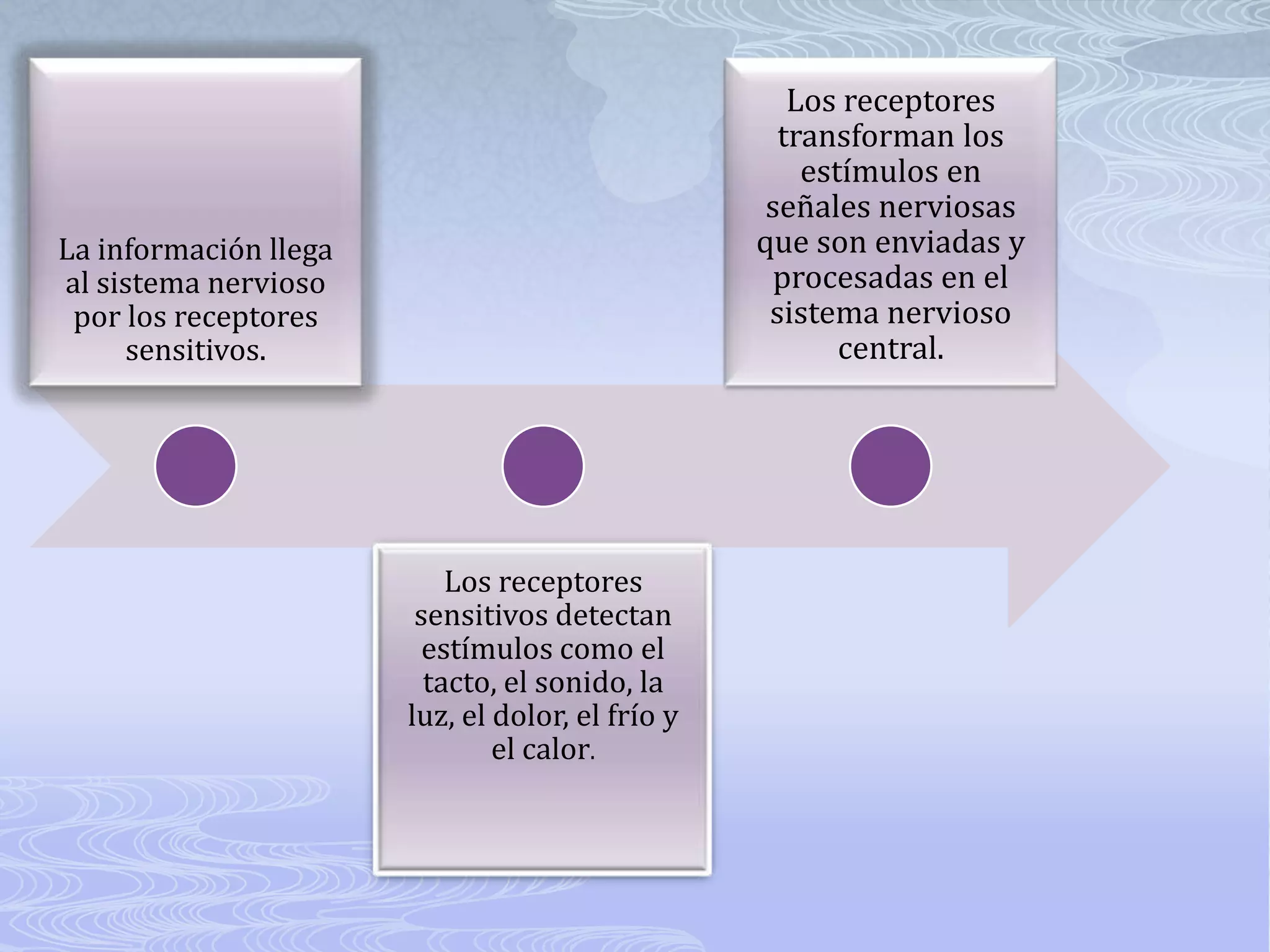 Receptores sensitivos, circuitos neuronales para el procesamiento | PPTX