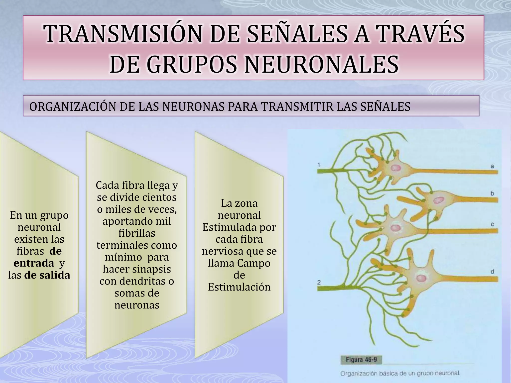 Receptores sensitivos, circuitos neuronales para el procesamiento | PPTX
