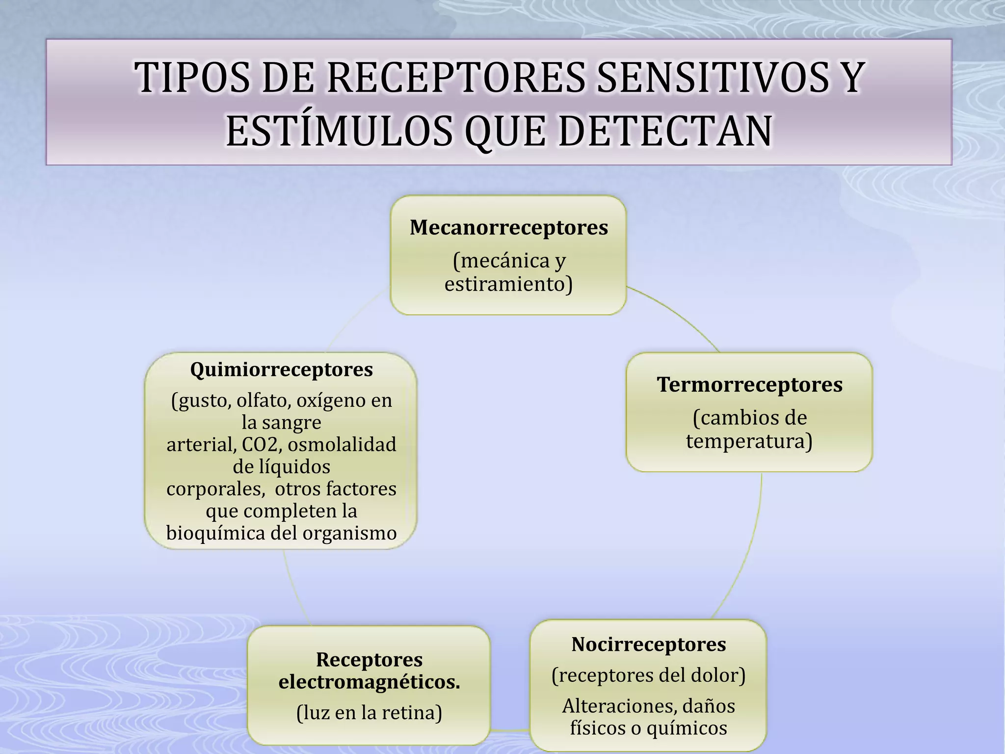 Receptores sensitivos, circuitos neuronales para el procesamiento | PPTX