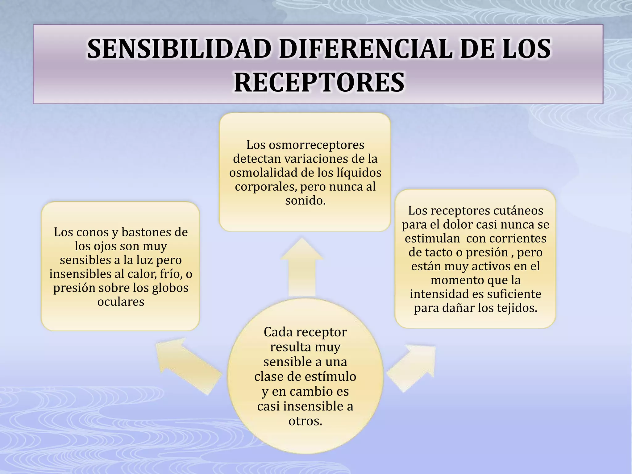 Receptores sensitivos, circuitos neuronales para el procesamiento | PPTX