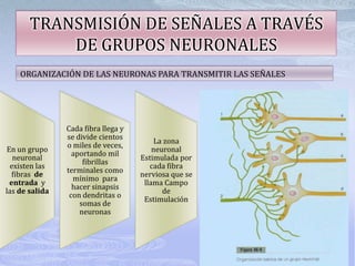 Receptores sensitivos, circuitos neuronales para el procesamiento | PPTX