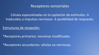 Receptores sensoriales | PDF