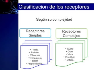 receptores Sensoriales. 2pptx.pptx