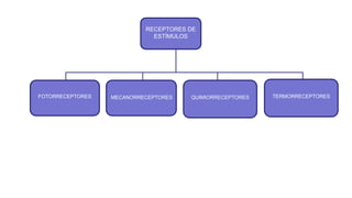 RECEPTORES SENSORIALES.pptx