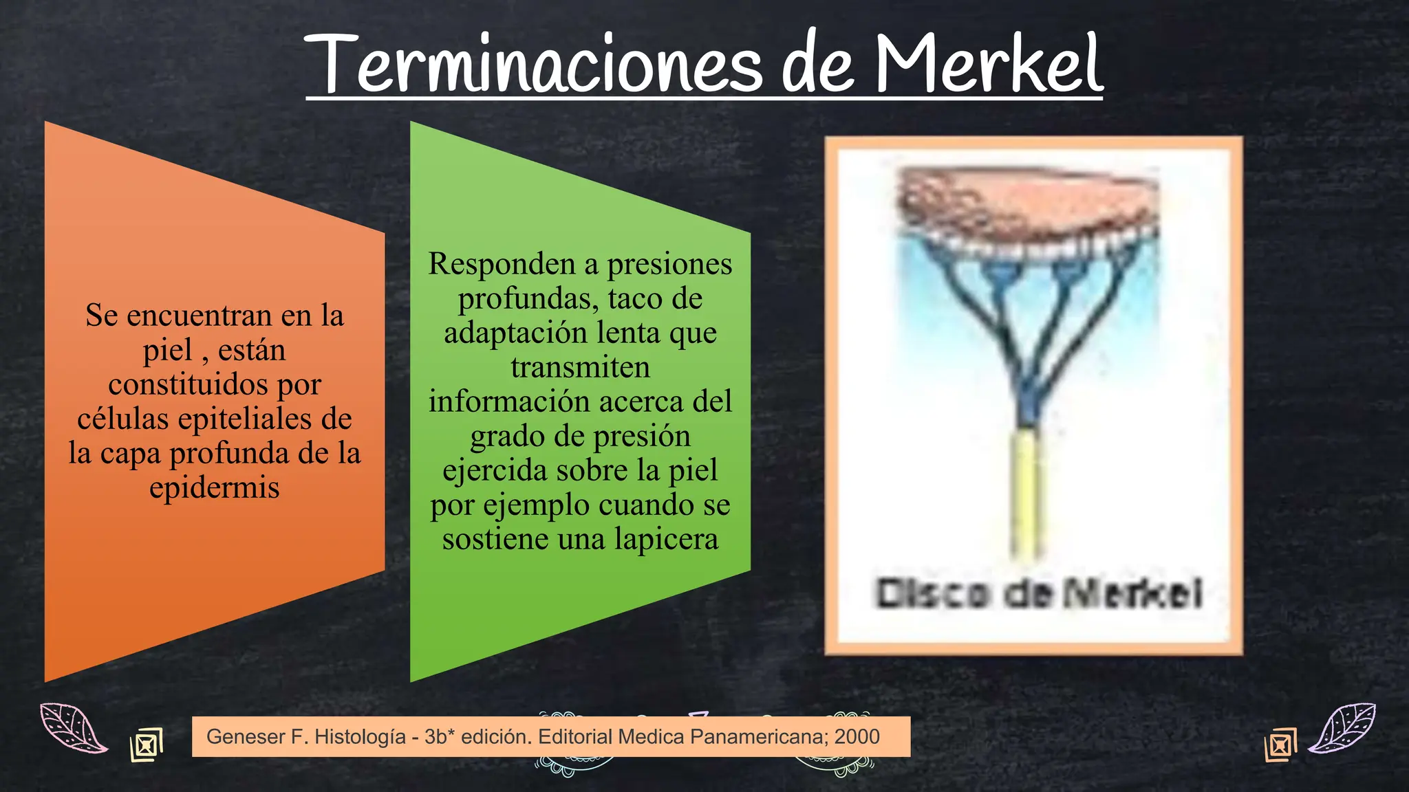 Dermis, Hipodermis y receptores sensoriales de la piel-Histología.pptx