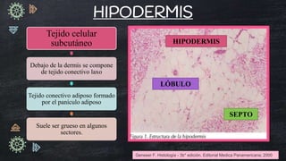 Dermis, Hipodermis y receptores sensoriales de la piel-Histología.pptx