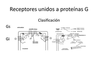 Receptores unidos a proteínas g | PPTX