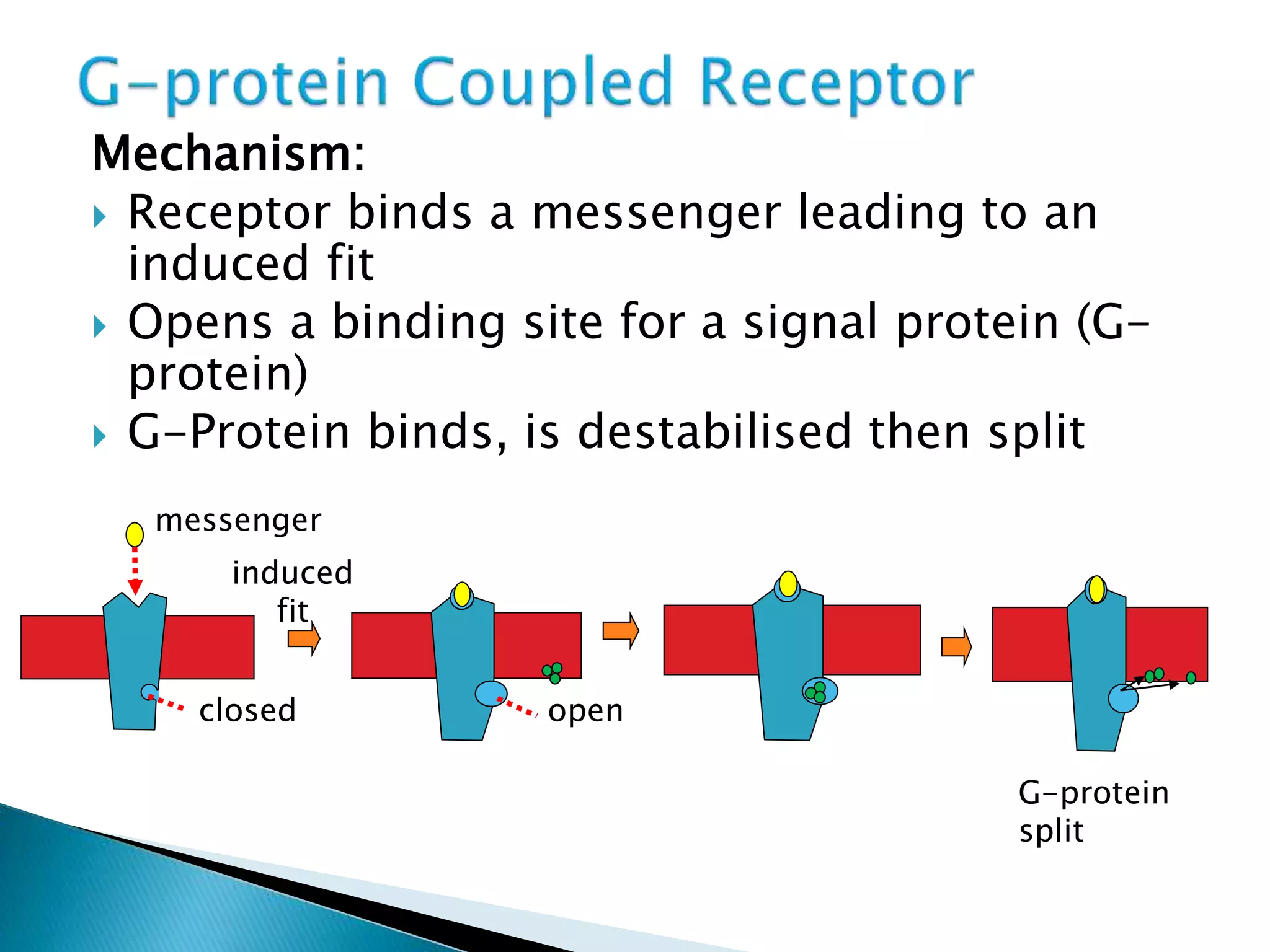 Receptor | PPT