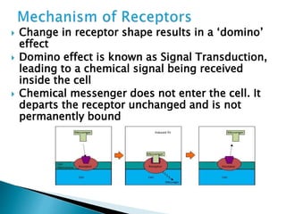 Receptor | PPTX