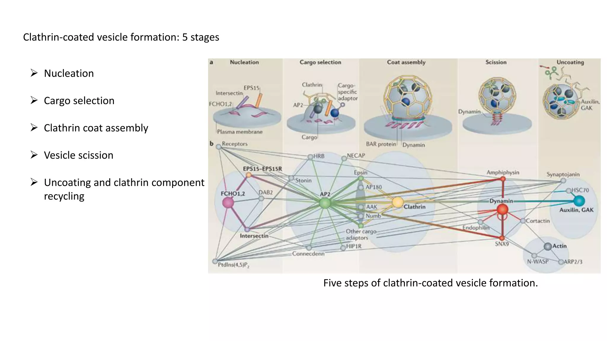 Receptor mediated internalization | PPTX