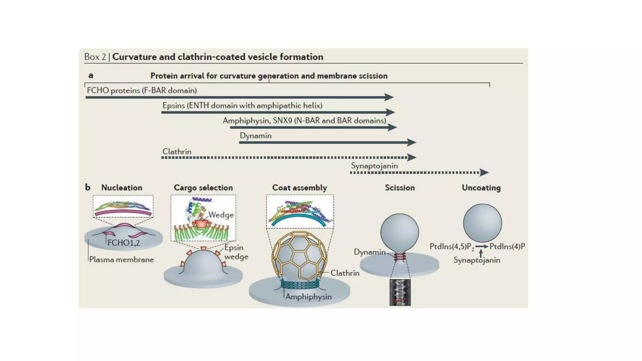 Receptor mediated internalization | PPTX