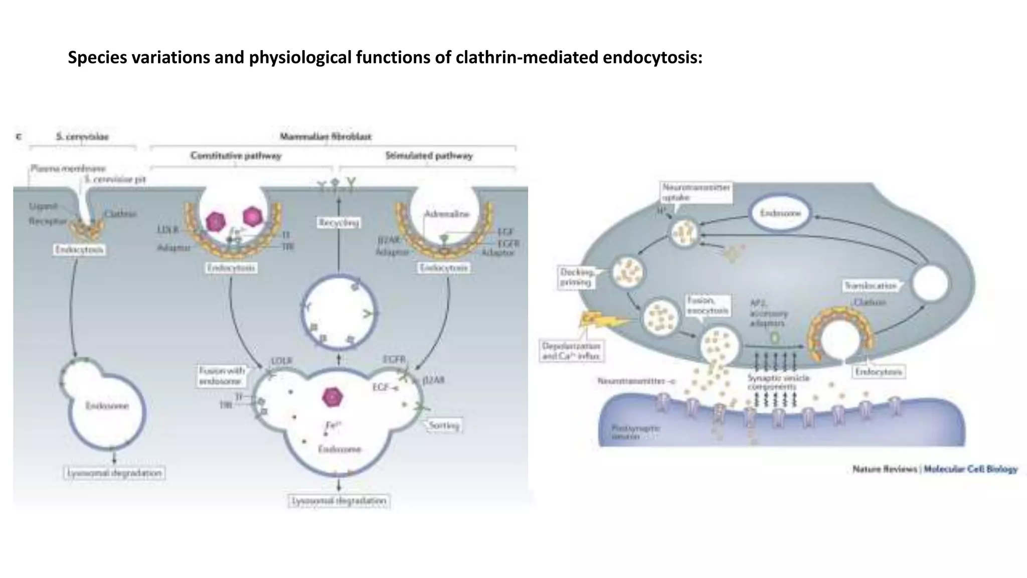 Receptor mediated internalization | PPTX