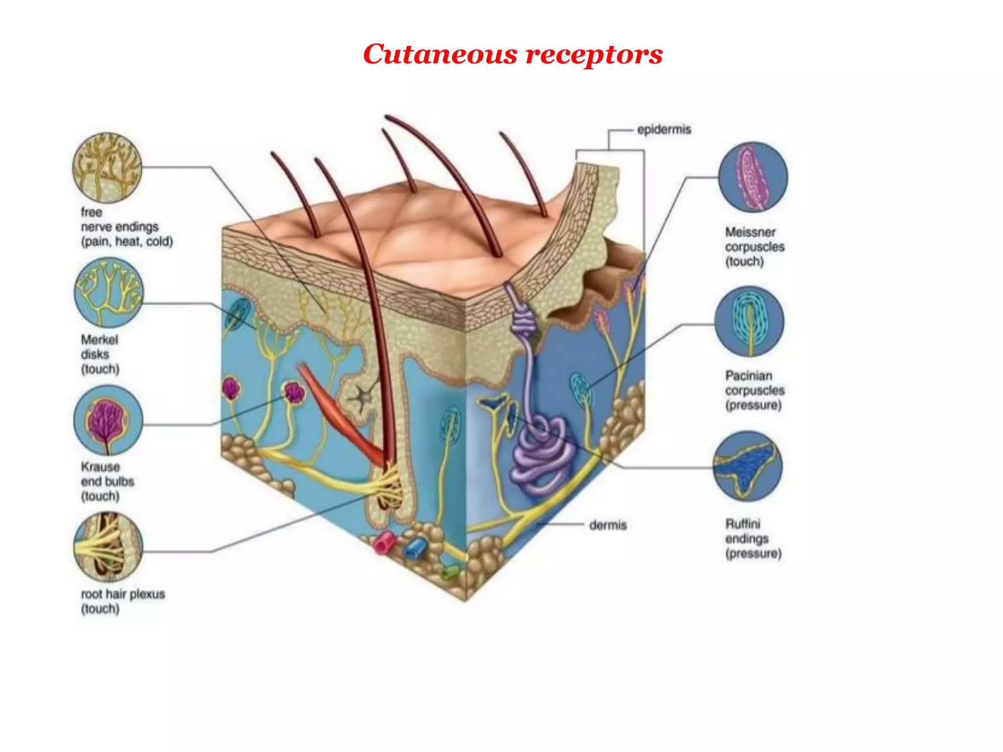 Receptor organs in vertebrates | PDF