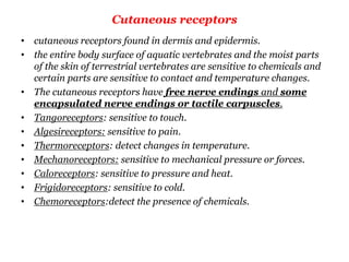 Receptor organs in vertebrates | PDF