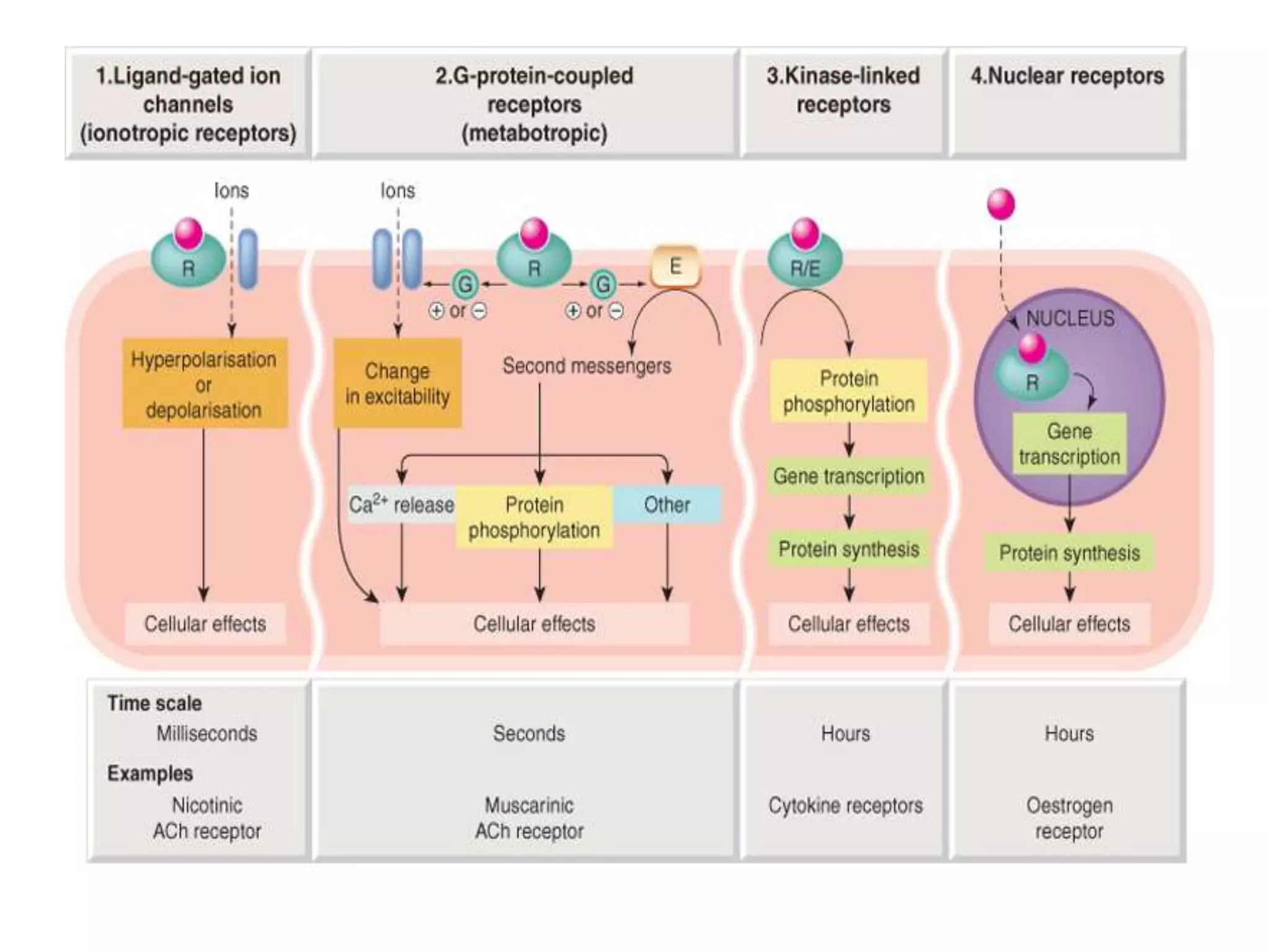 Receptor Pharmacology | PPTX