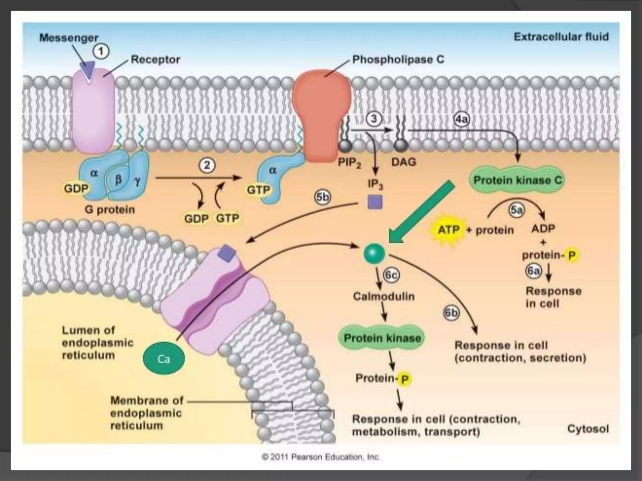 Receptor pharmacology | PPT
