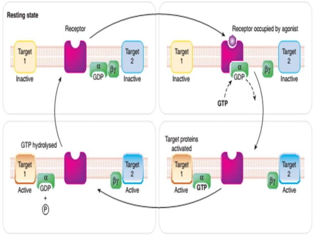 Drug receptor interactions and types of receptor | PPTX | Chemistry ...