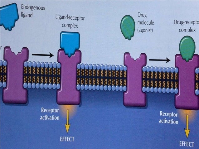 Drug receptor interactions and types of receptor | PPTX | Chemistry ...