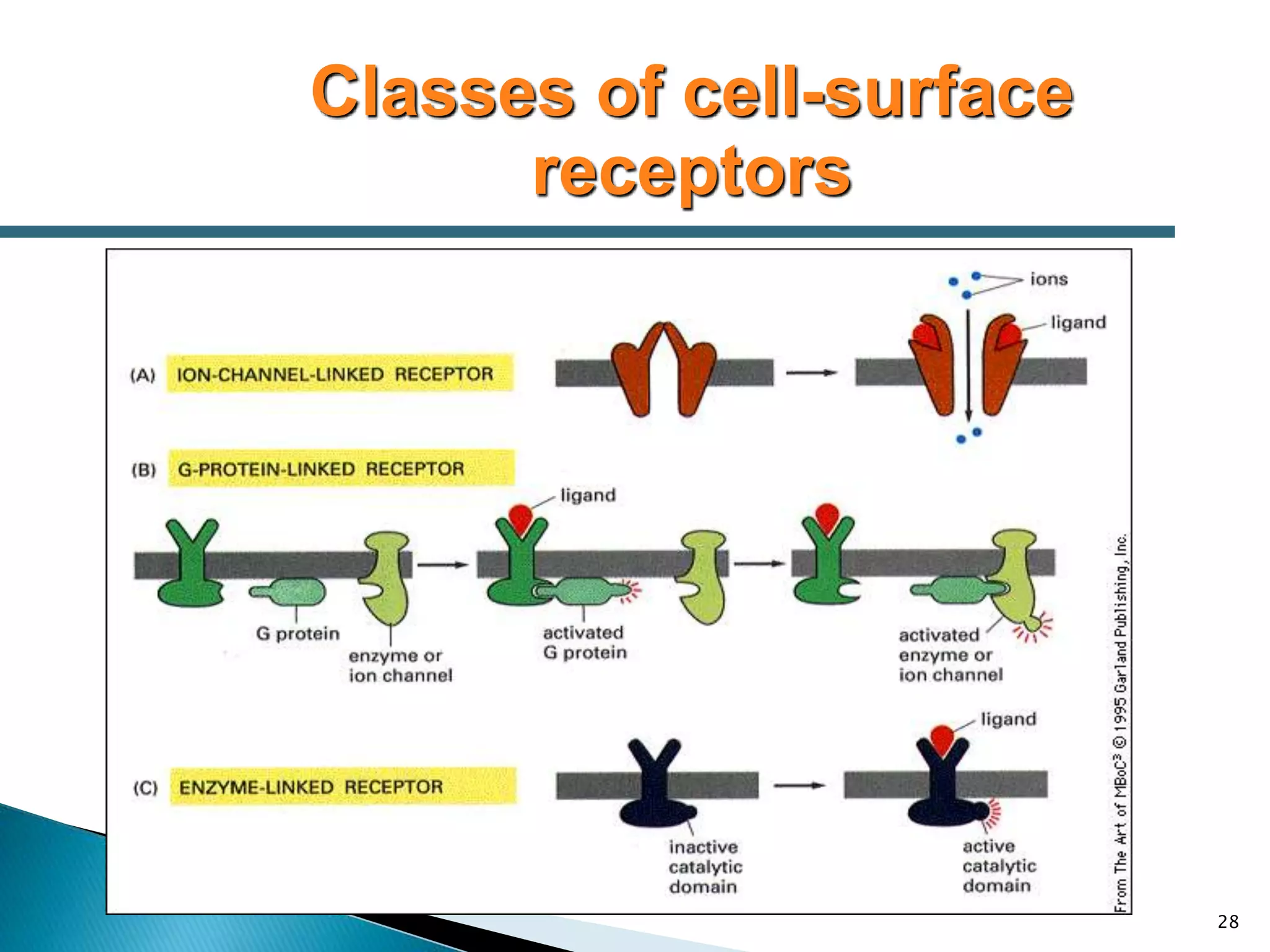 Receptor ppt | PPTX