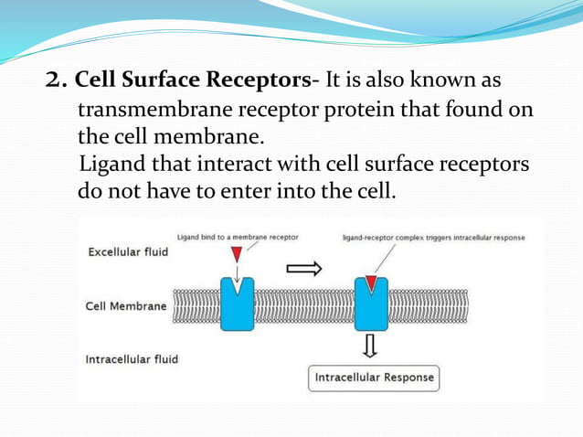 Receptor ppt | PPT | Free Download