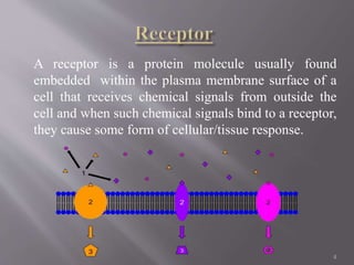 Receptor ramit | PPT