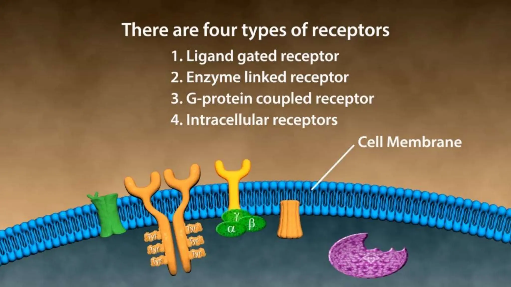 Receptor regulation in pharmacology.pptx