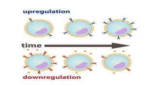 Receptor regulation in pharmacology.pptx