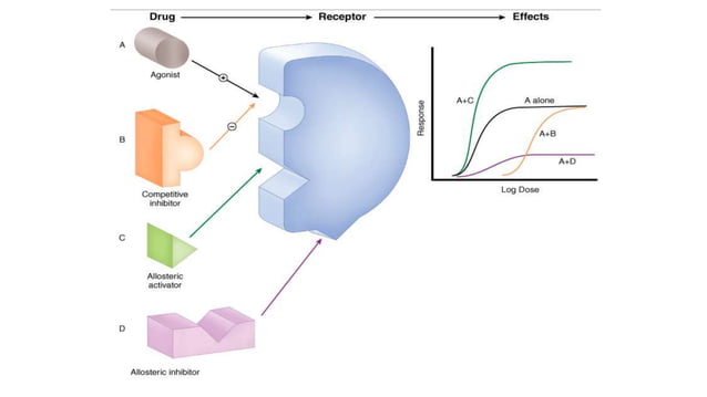 Receptor regulation in pharmacology.pptx | Endocrine and Metabolic ...
