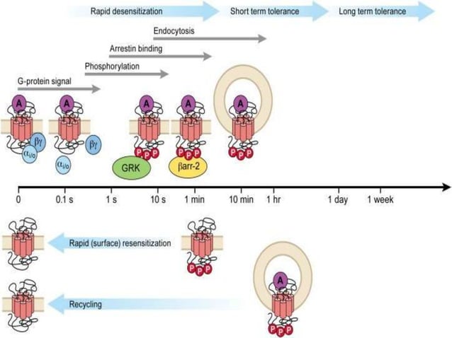 Receptor regulation and diseases | PPTX