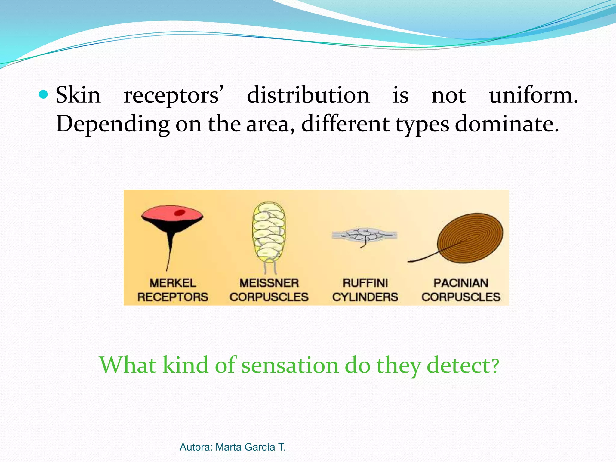 Receptors and Effectors | PPT