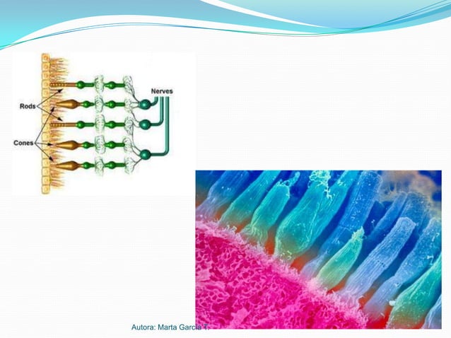 Receptors and Effectors | PPT