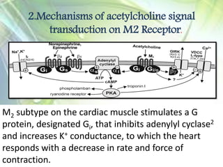 Receptors | PPT