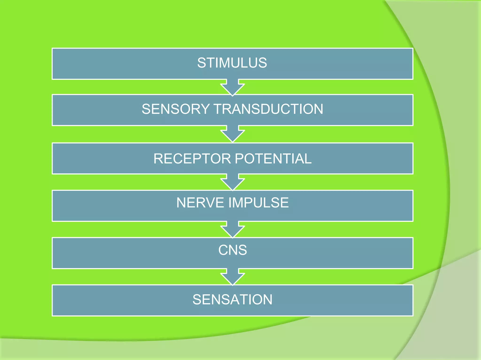 receptors-160421030829.pptx