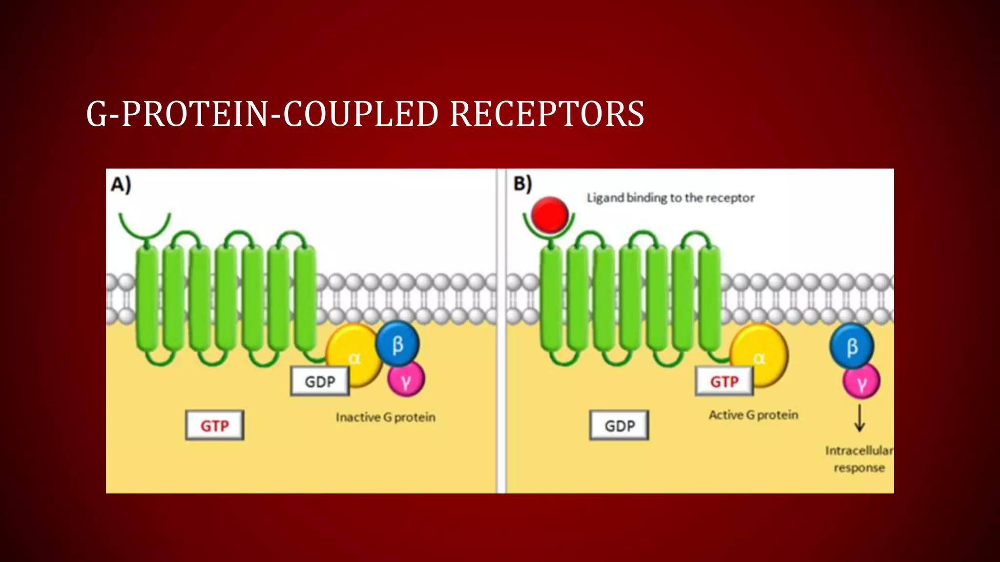 Cellular Receptors | PPTX