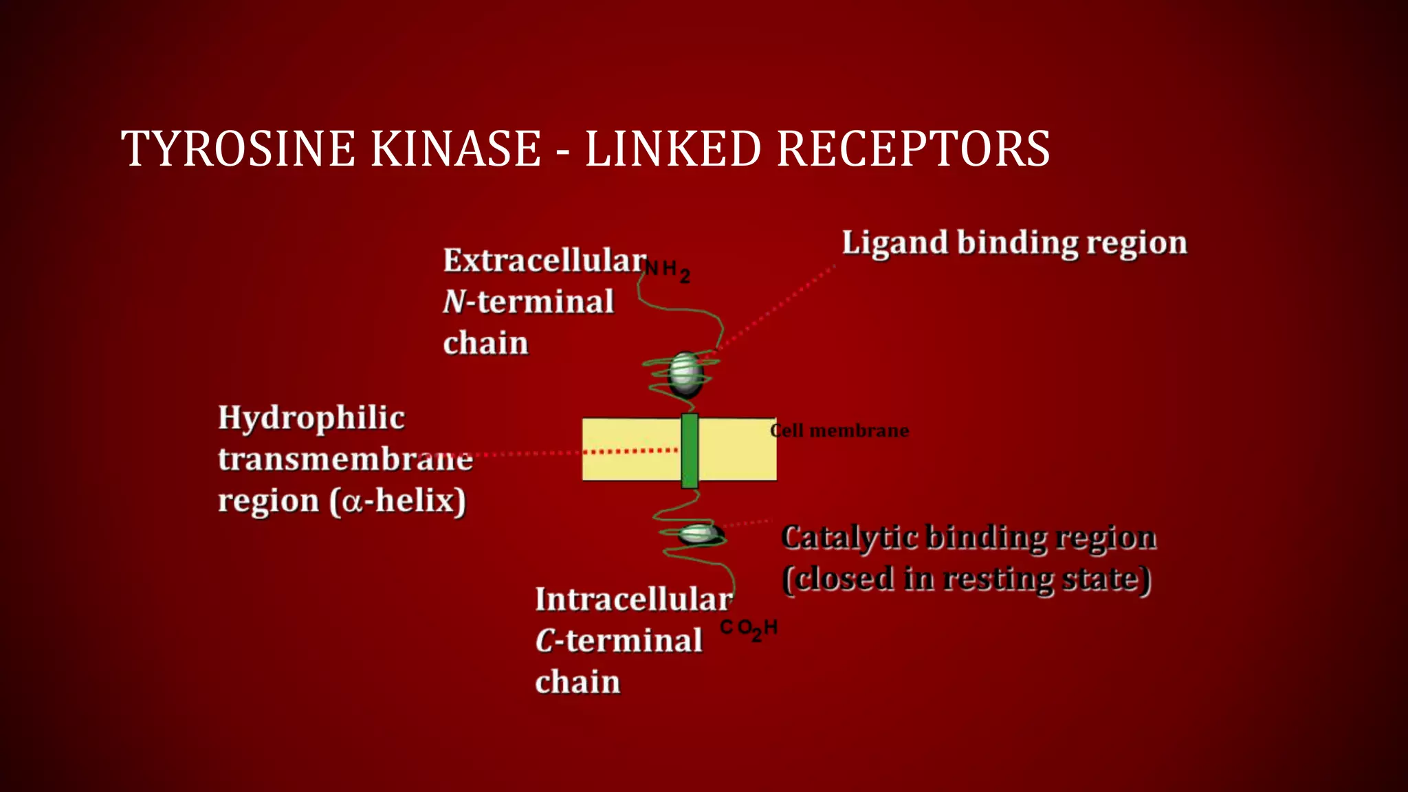 Cellular Receptors | PPTX