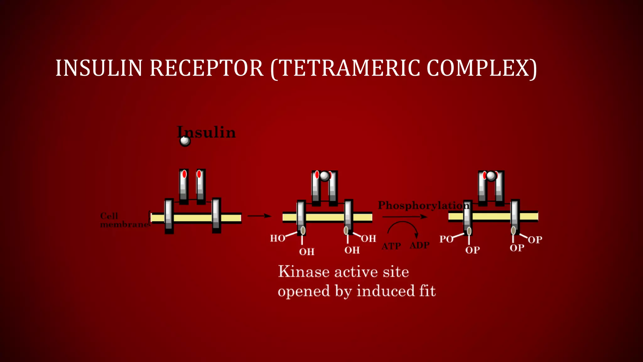 Cellular Receptors | PPTX