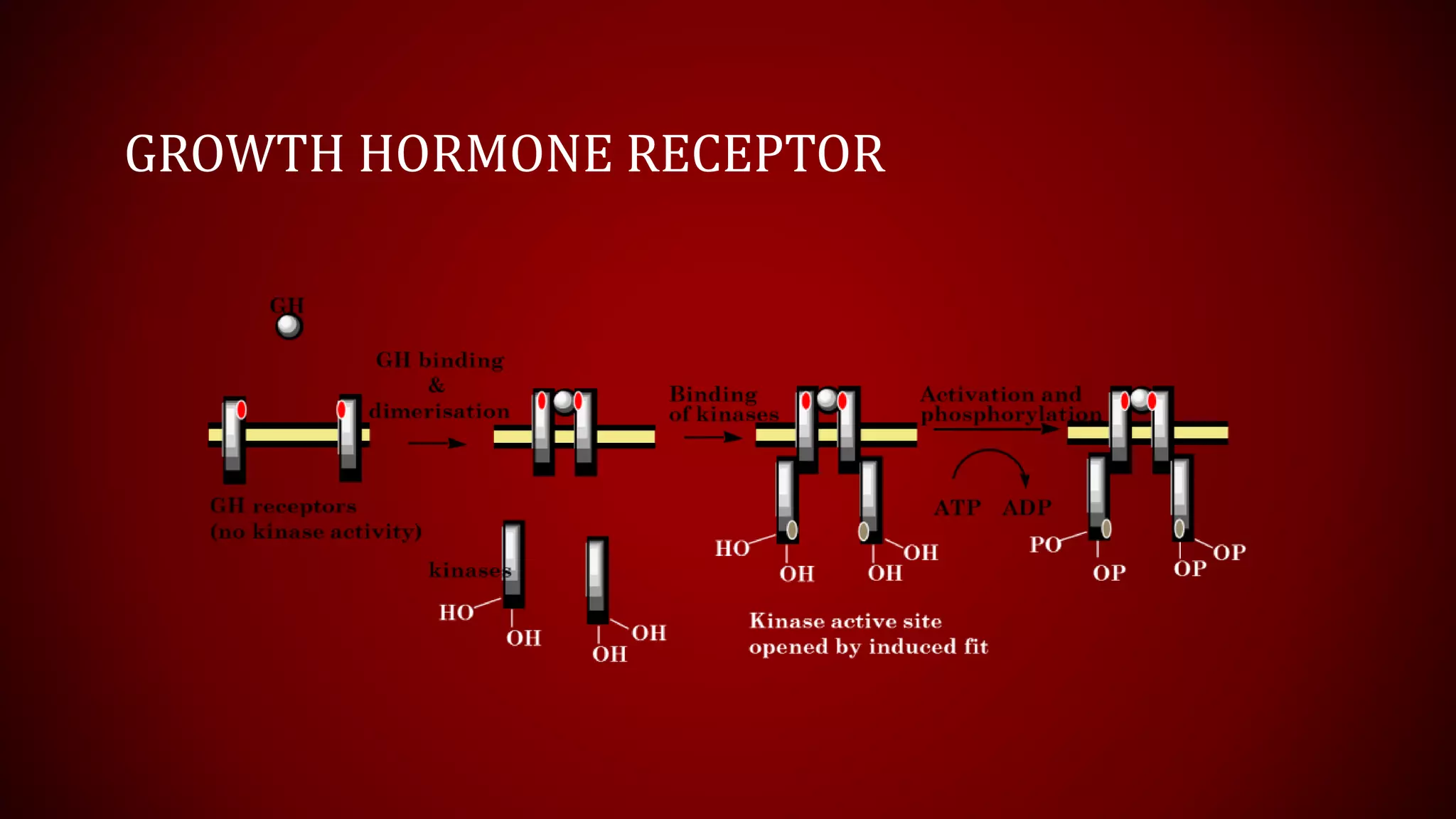 Cellular Receptors | PPTX