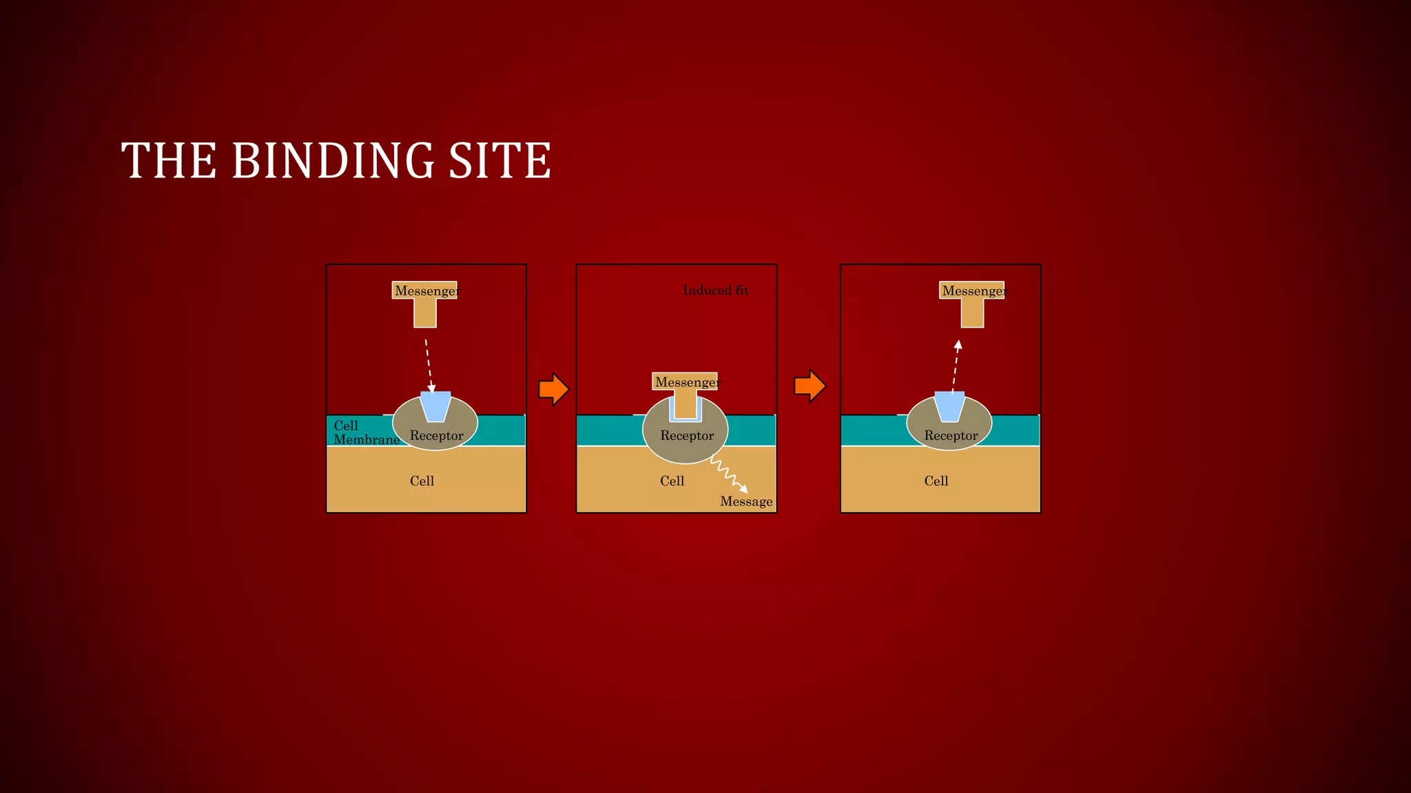 Cellular Receptors | PPTX