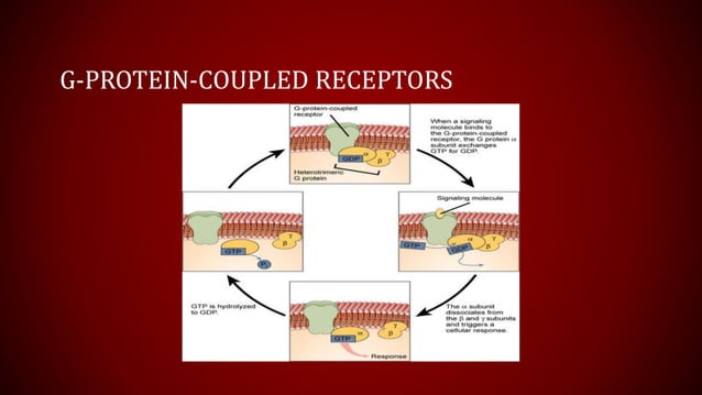 Cellular Receptors | PPT