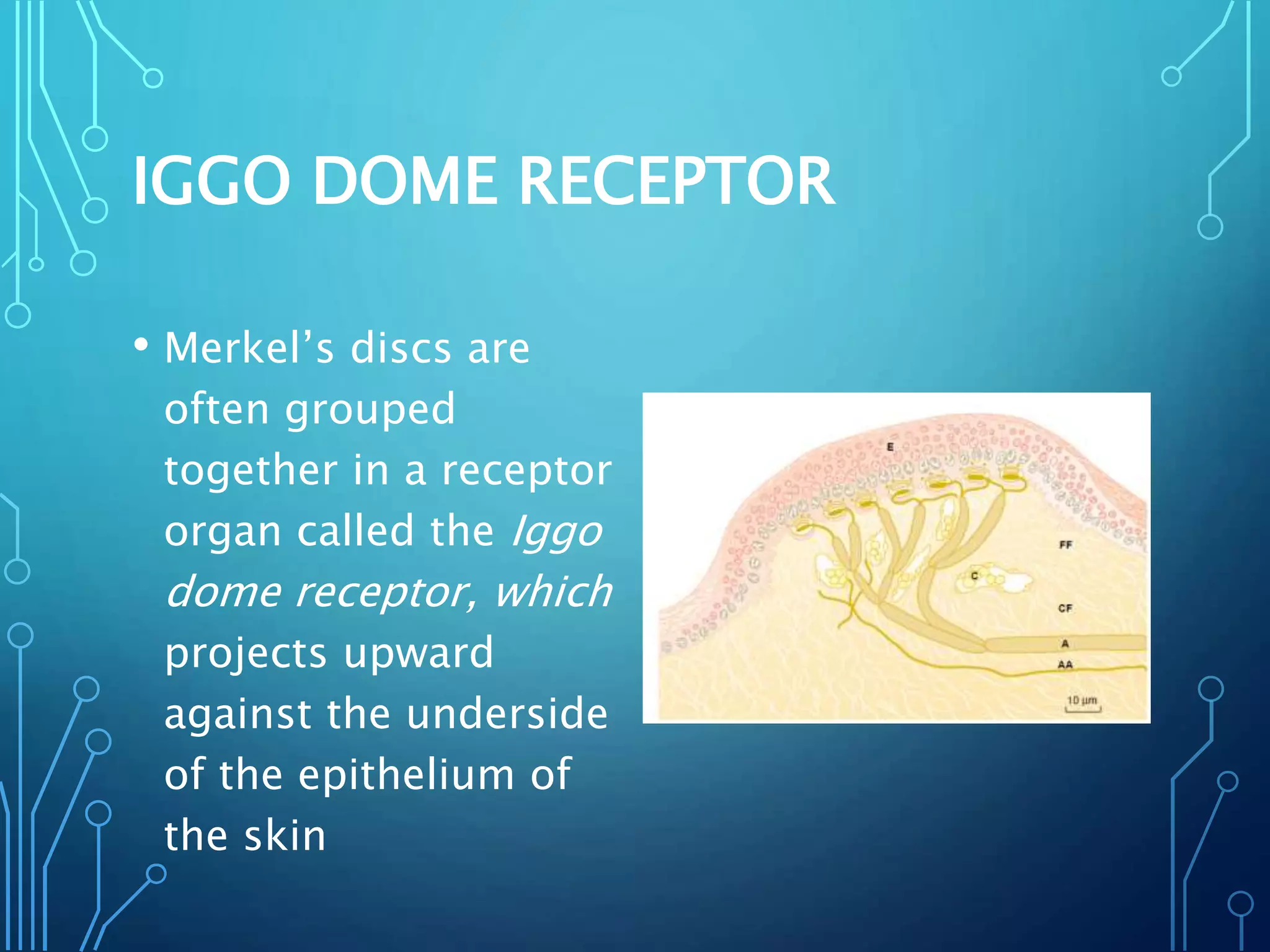 Receptors | PPTX