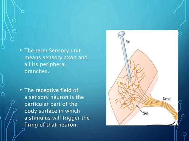 Receptors | PPTX